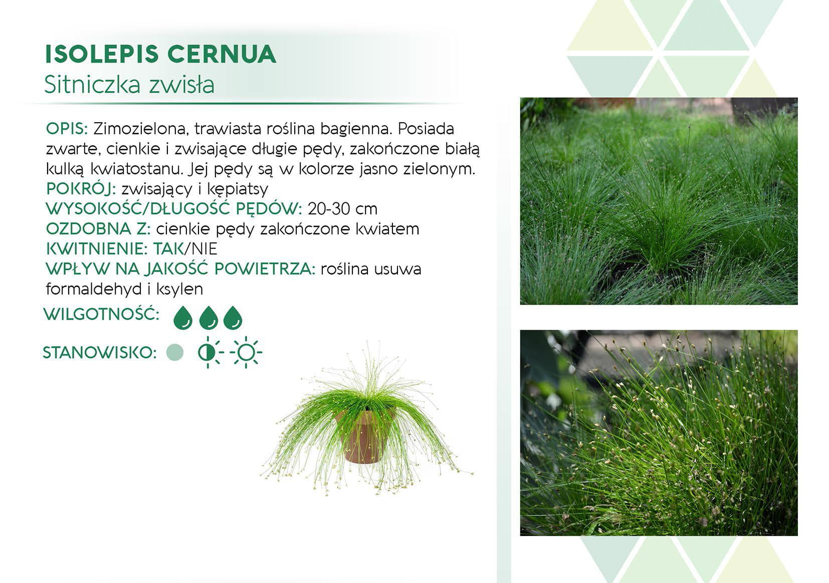 Isolepis cernua – lekka roślina do zielonych ścian | 4Nature System